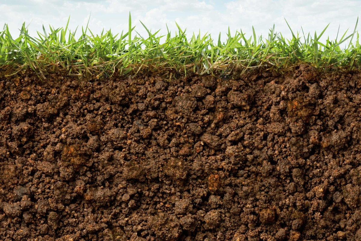 Salvarea gazonului uscat | Sfaturi HORNBACH