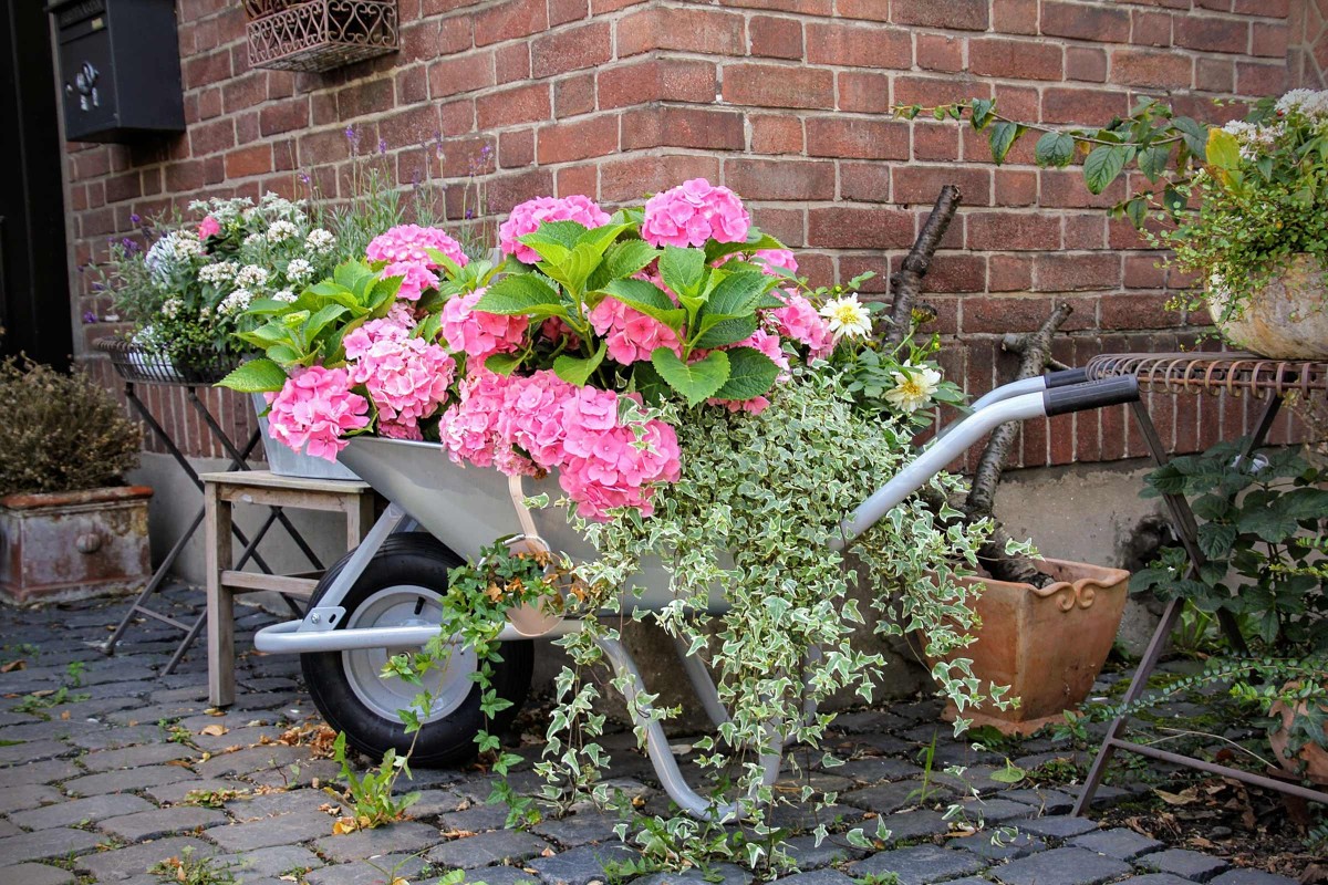 Îngrijirea hortensiilor | HORNBACH