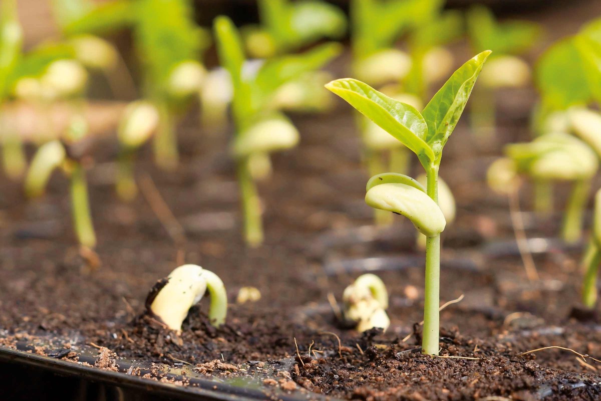 Plantarea fasolei: leguminoase decorative | HORNBACH