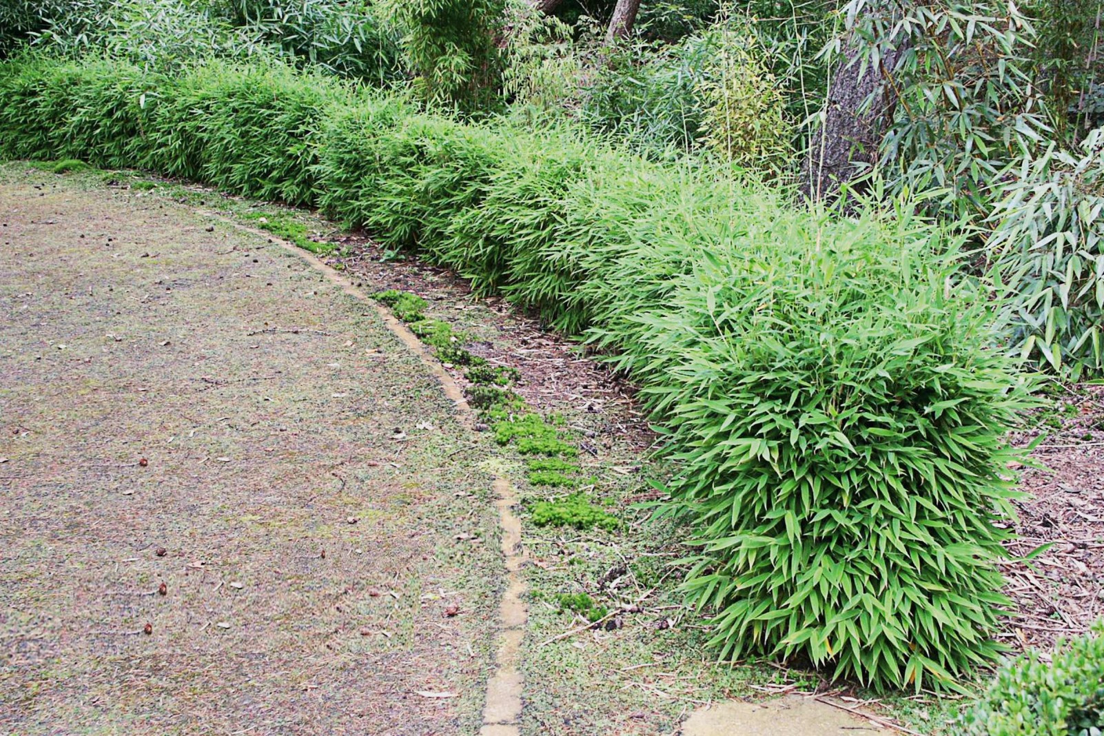 Gradina japoneza: plantarea bambusului | HORNBACH