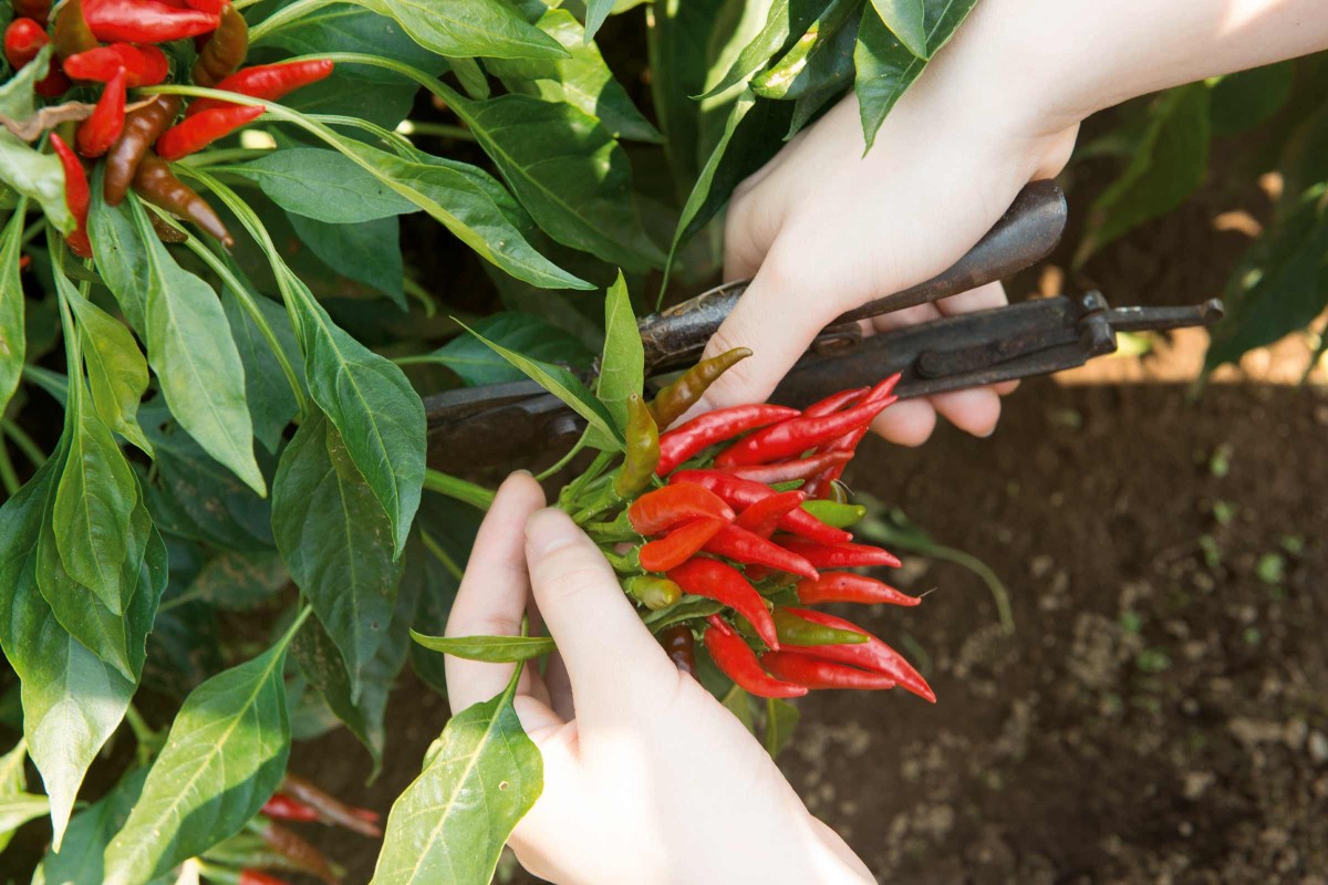 Plantarea ardeilor iuți | HORNBACH