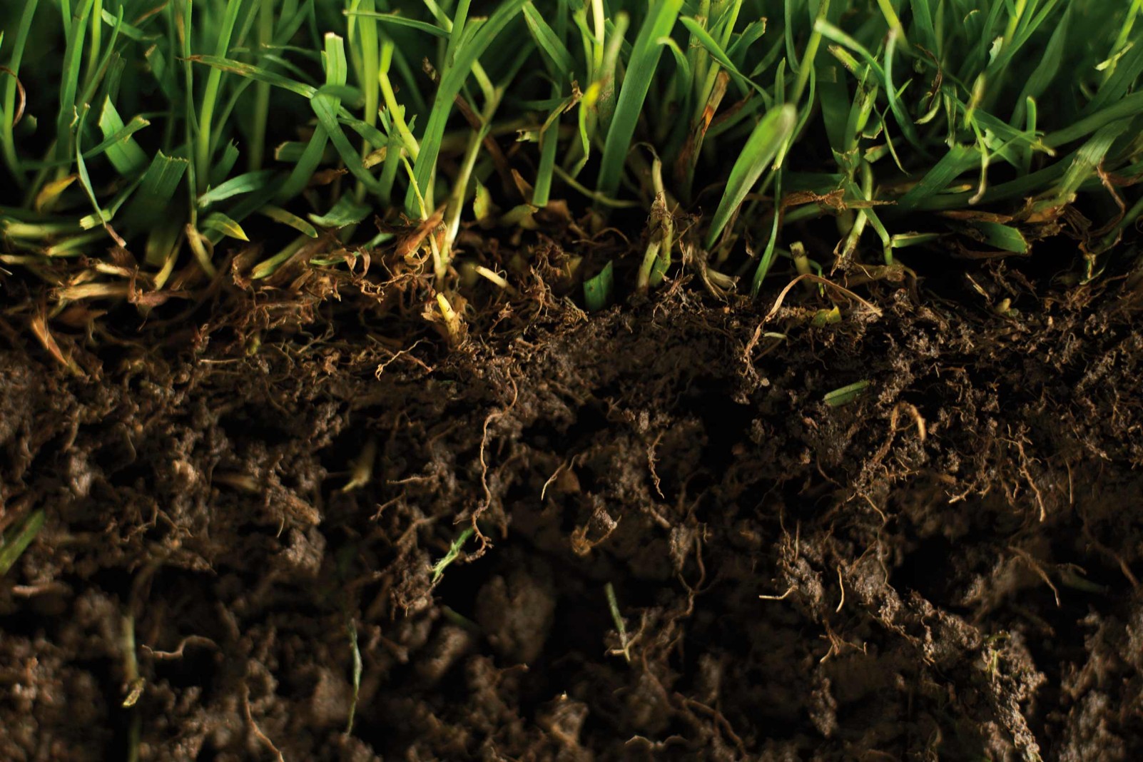 Îngrijirea pământului din grădină și tipurile de sol | HORNBACH