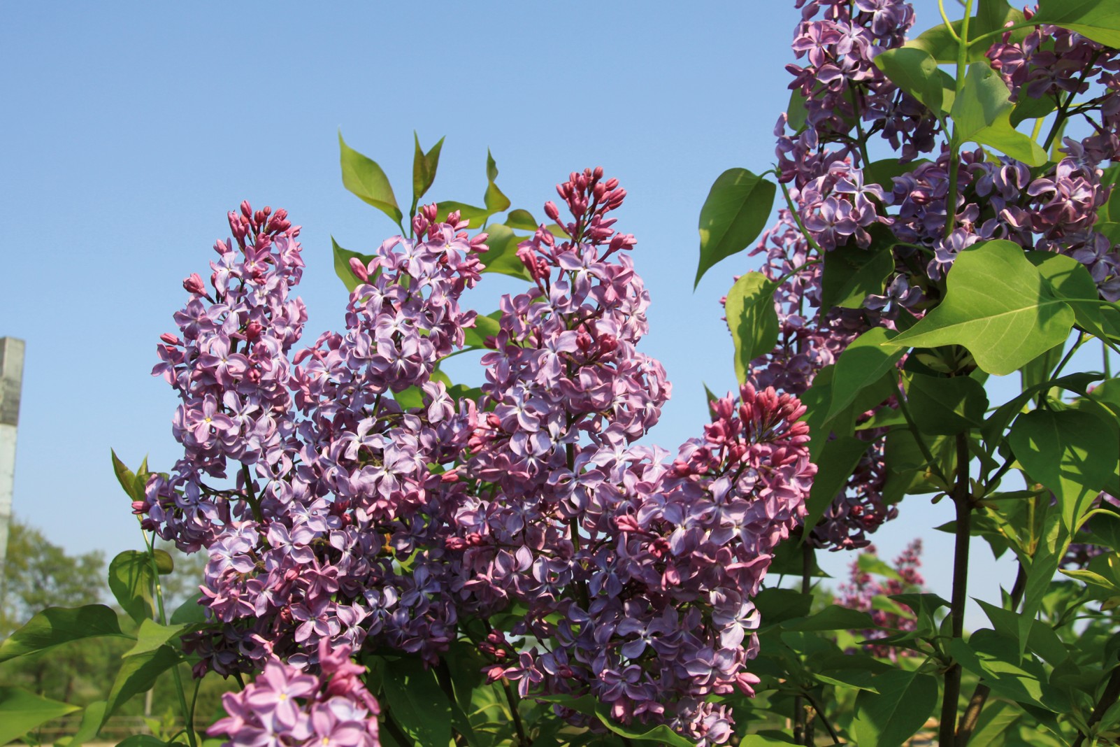 Liliacul: plantare și îngrijire | HORNBACH