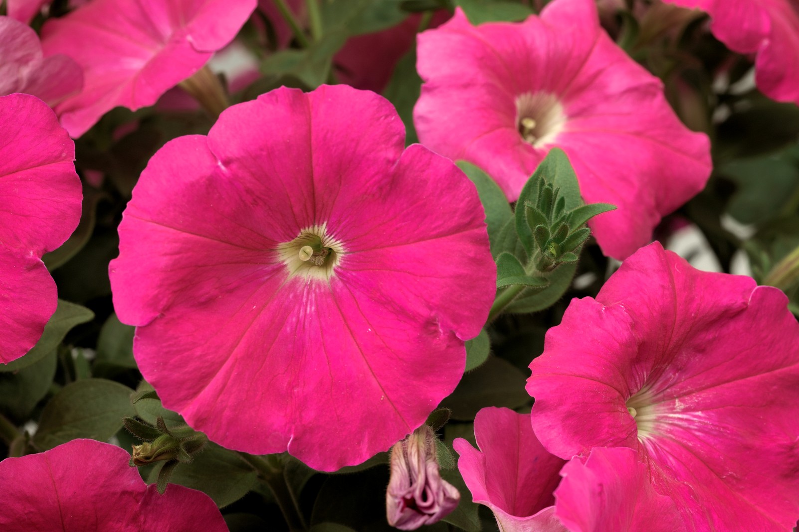 Flori de gradina si pentru balcon: Pret Mic ᐈ HORNBACH