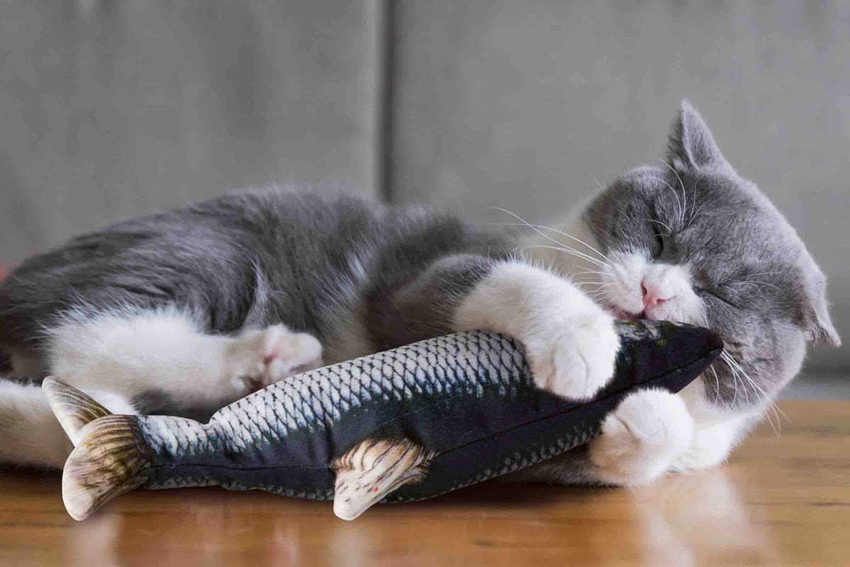 Pisici - produse și accesorii pisici pret mic la HORNBACH