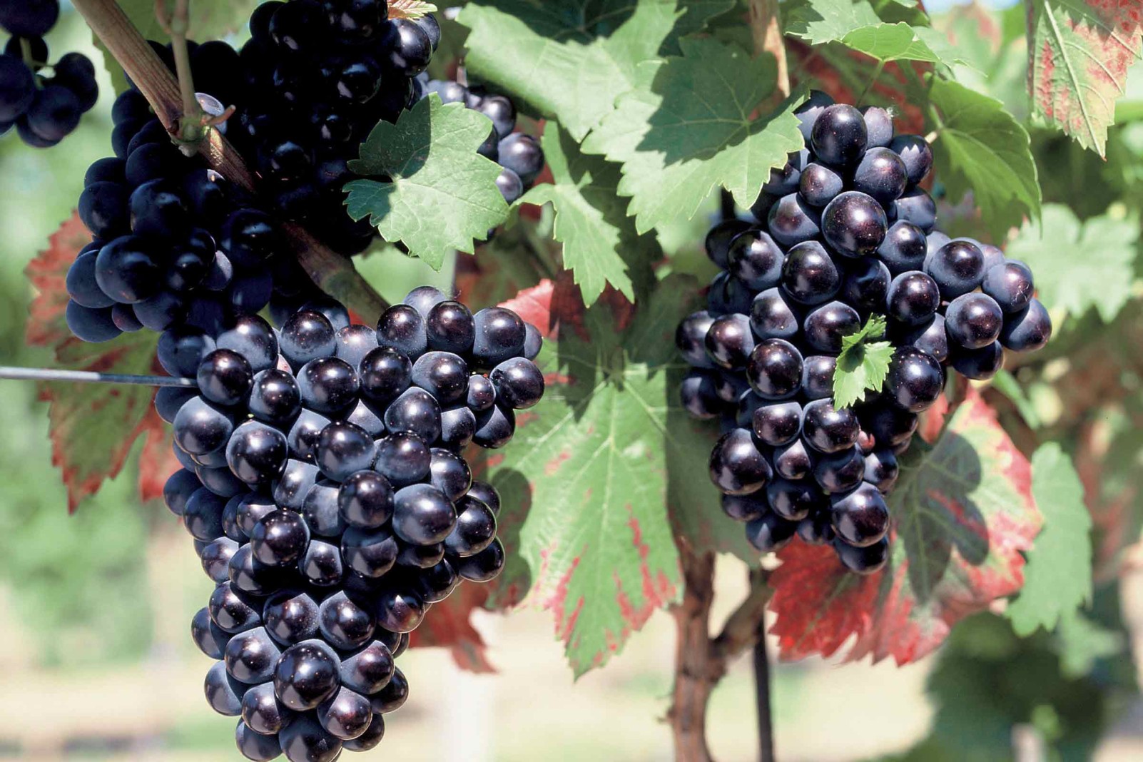 Cum se face vinul | HORNBACH