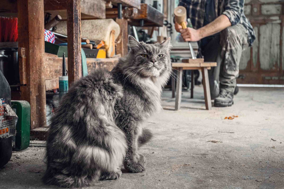 Pisici - produse și accesorii pisici pret mic la HORNBACH